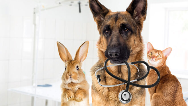 Veterinary Practice Financing | SBA & Conventional Loans